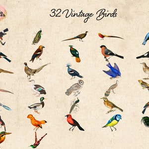 32 Vintage Birds Clipart, Antique Bird Clipart, Peacock Clipart, Bird ...