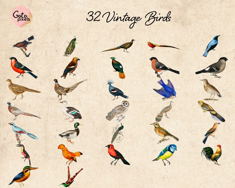 32 Vintage Birds Clipart Antique Bird Clipart Peacock - Etsy
