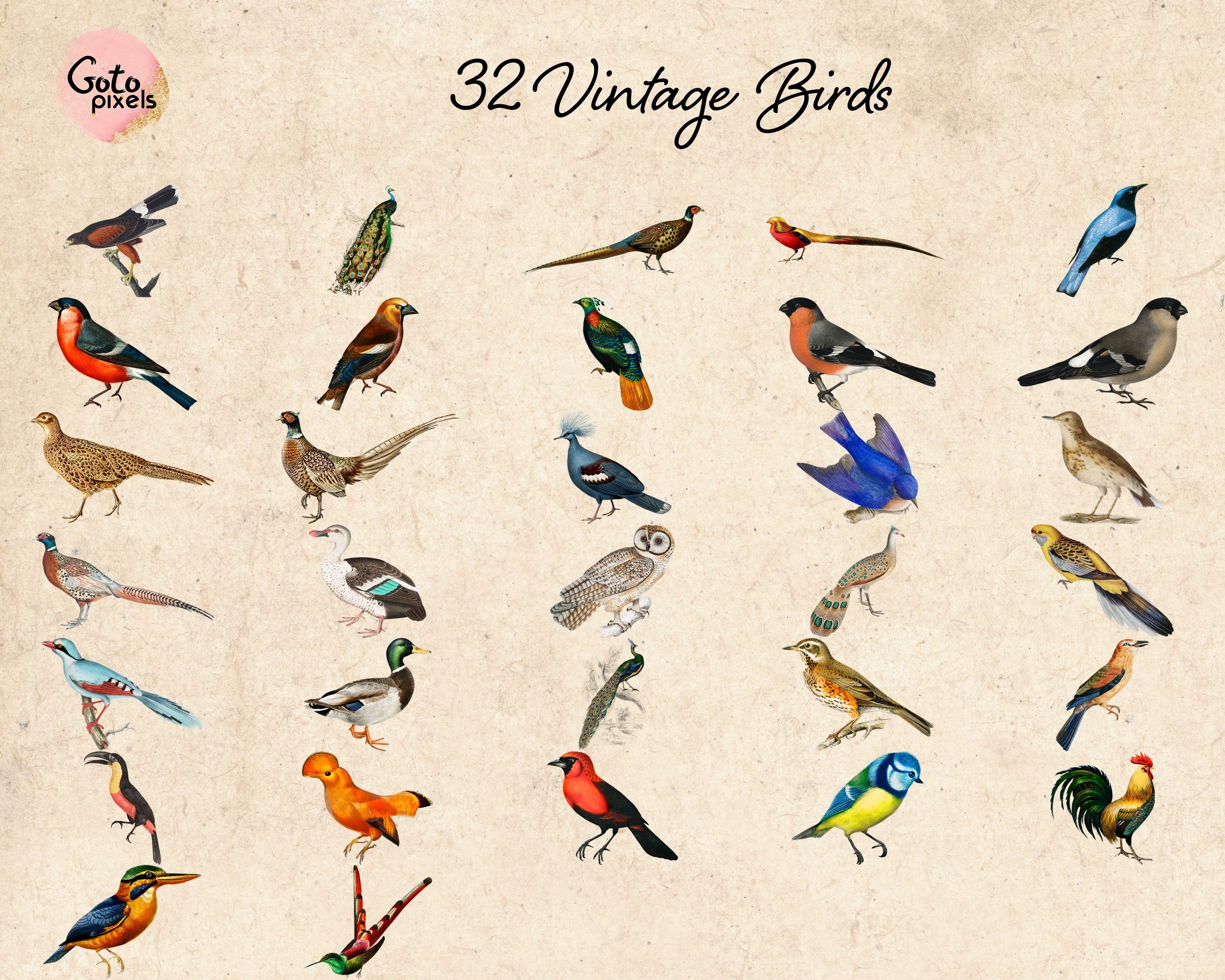 32 Antique Bird Clipart: Vintage Peacock, Pheasant Graphics (PNG ...