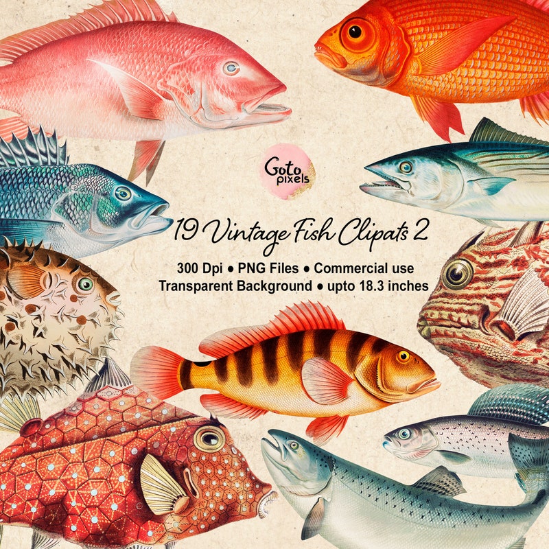 Antique Fish Print - Etsy