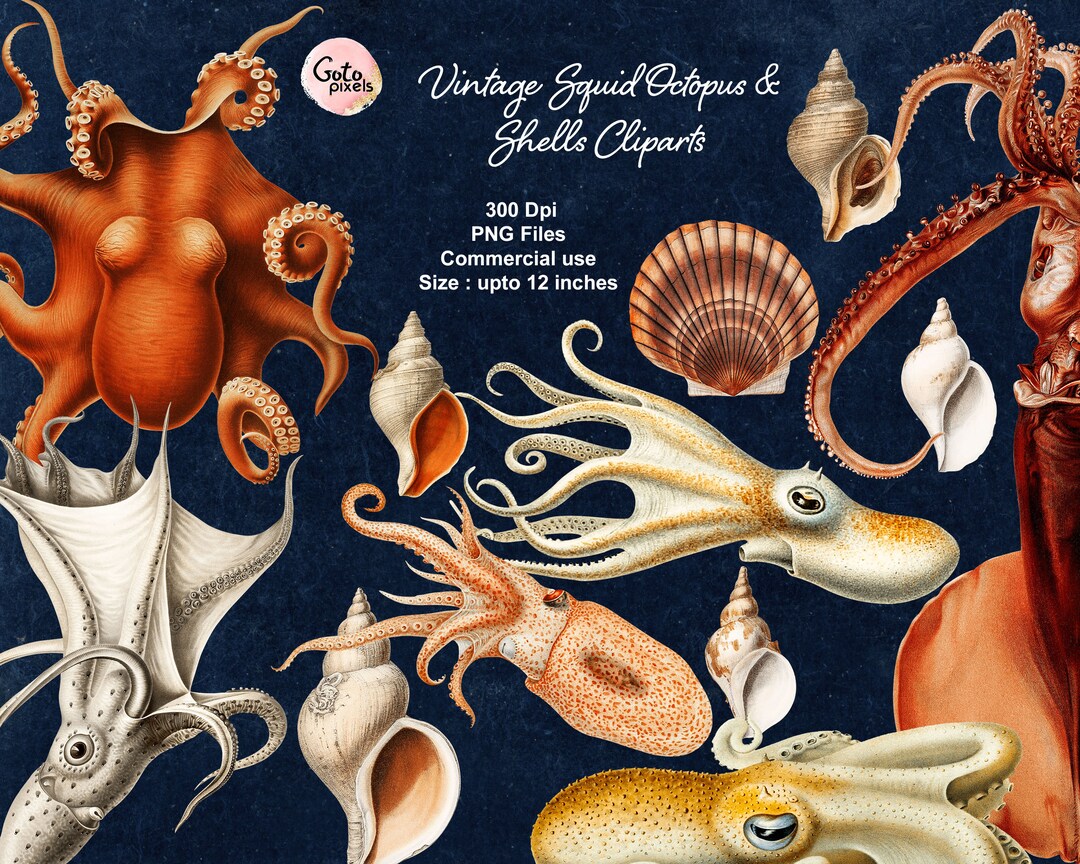 24 Vintage Octopus Squid Shells Illustration Images PNG Digital ...