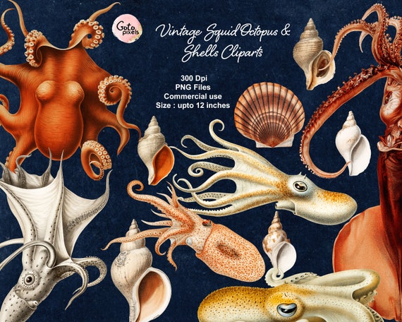 24 Vintage Octopus Squid Shells Illustration Images PNG - Etsy España