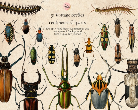 Vintage Insect Clip Art