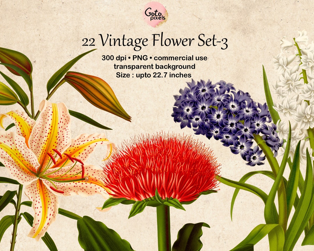 22 Vintage Flower Clipart: Botanical Illustrations - NOT AI - (PNG ...