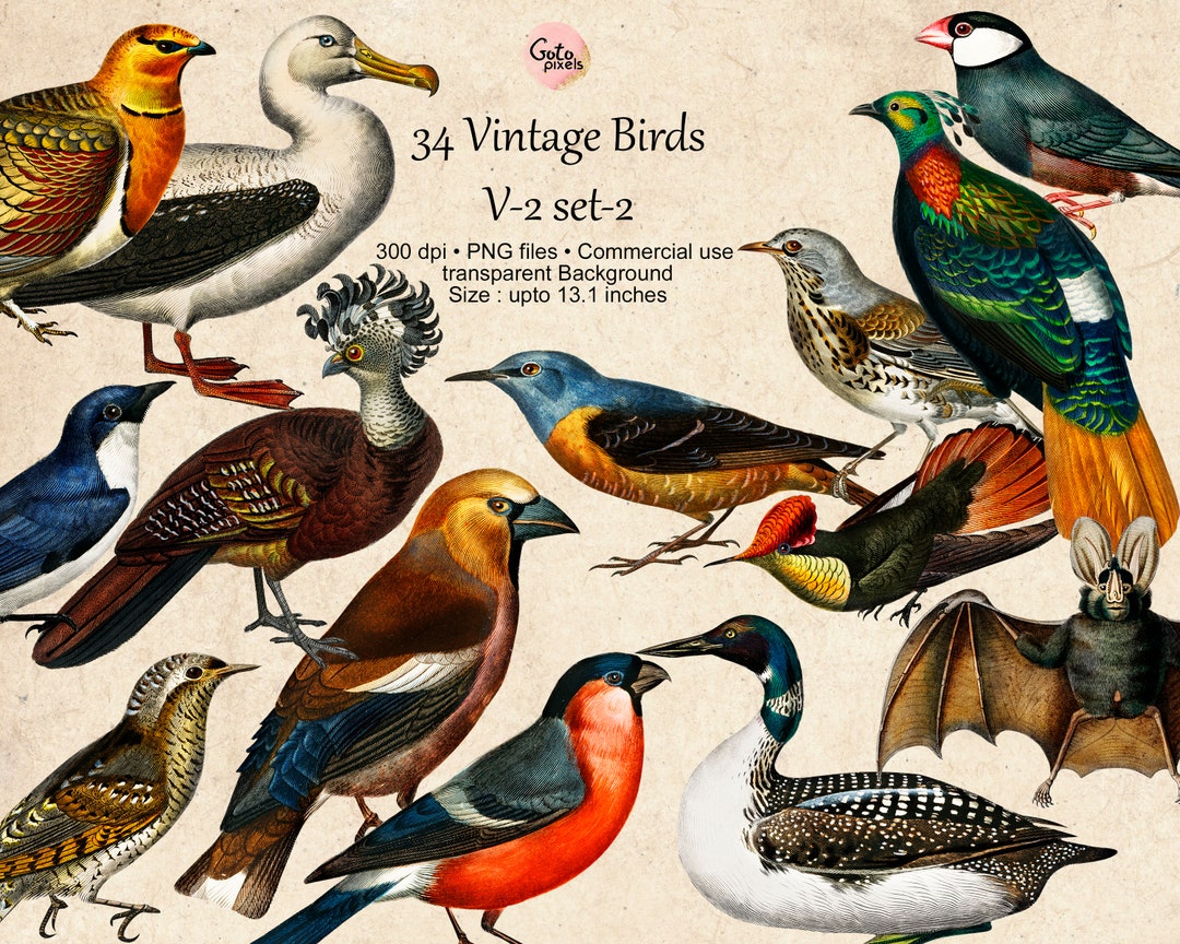 Vintage Birds Clipart: 34 PNG Images, Transparent Background (digital ...
