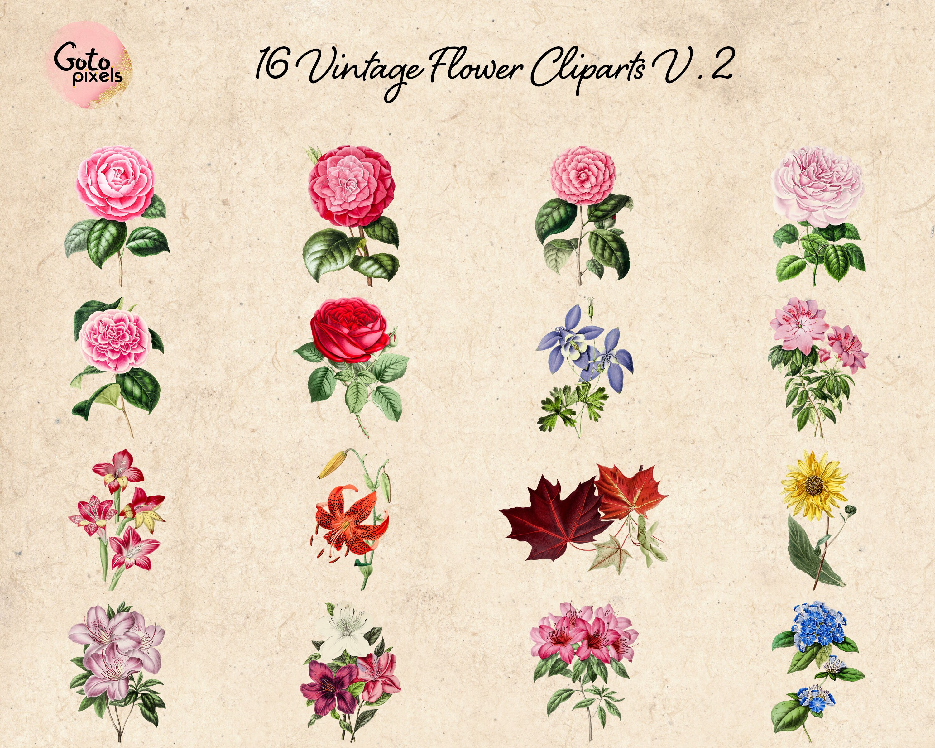 16 Flower Clipart Botanical Illustrations Design Elements - Etsy