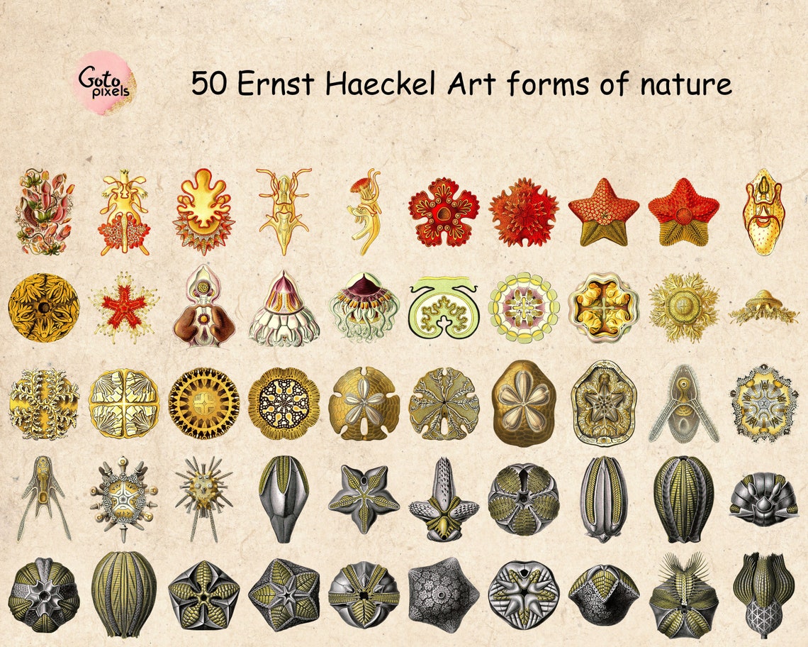 50 Ernst Haeckel Art Forms in Nature PNG Cliparts Transparent - Etsy