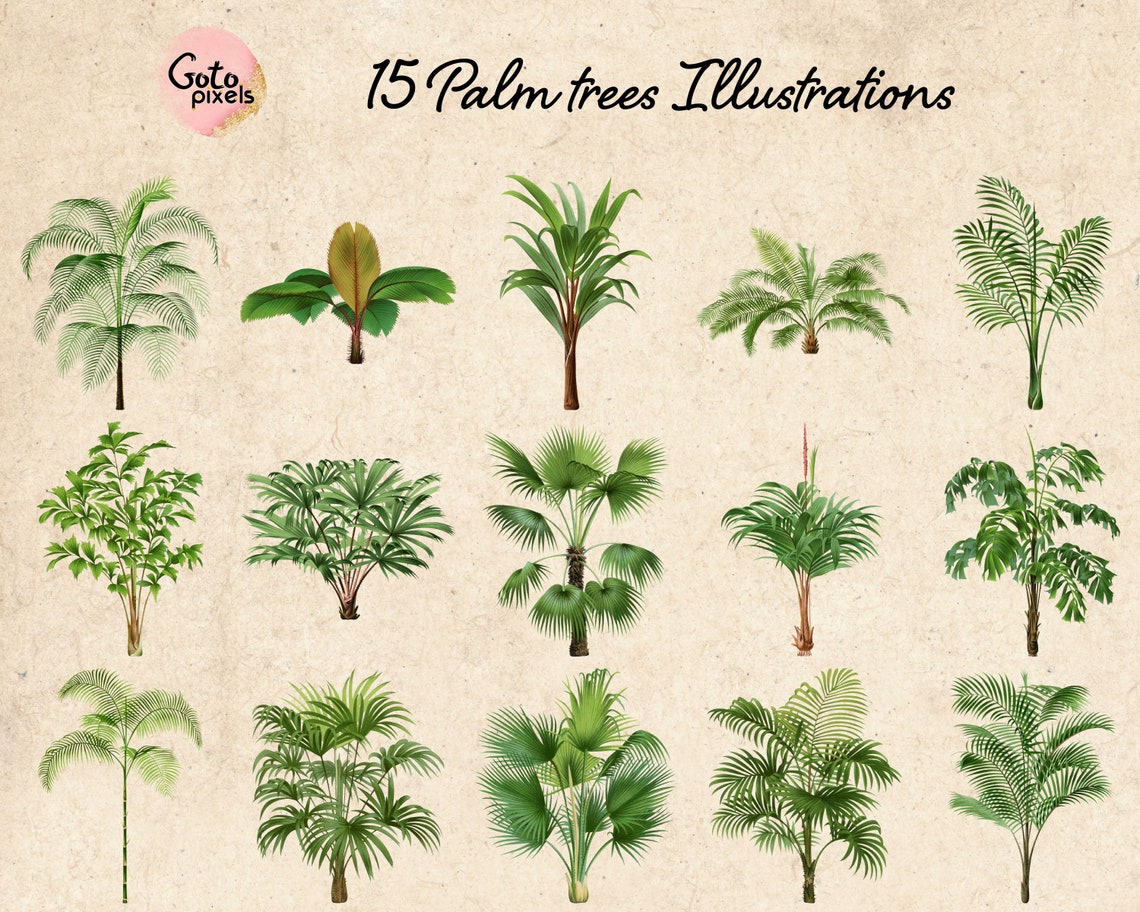 15 Vintage Tropical Trees Clipart Palm Trees PNG Beach - Etsy