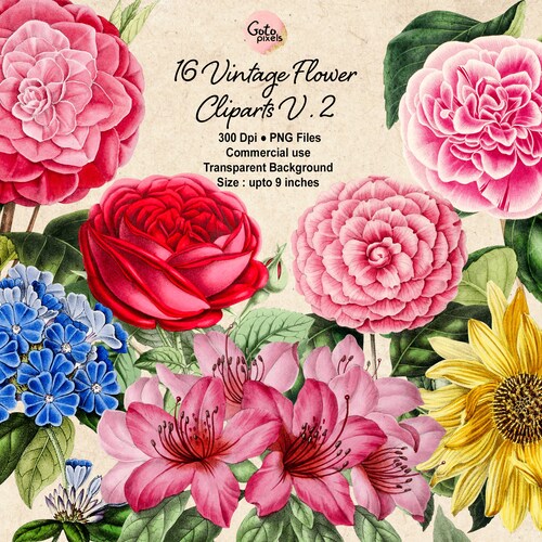 16 PNG Vintage Roses Bouquets Floral Clip Art Botanical - Etsy