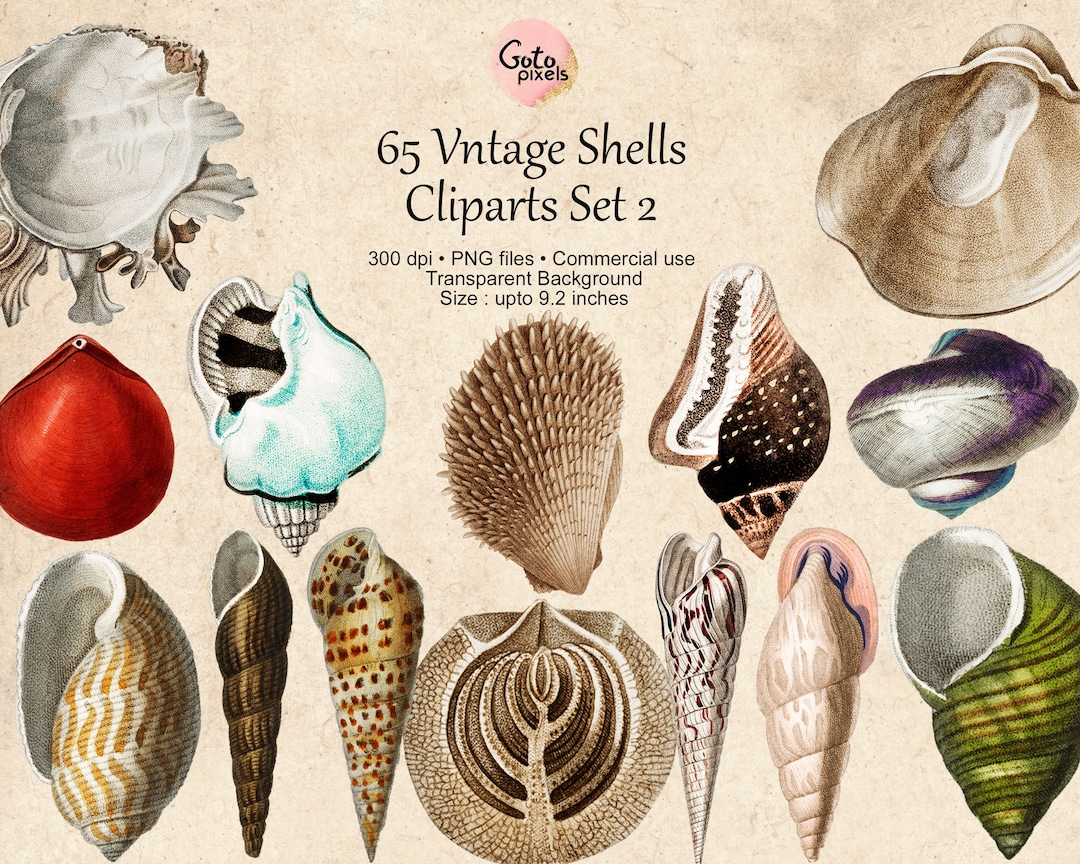 65 Vintage Seashell Clipart: Nautical PNG Illustrations (digital ...