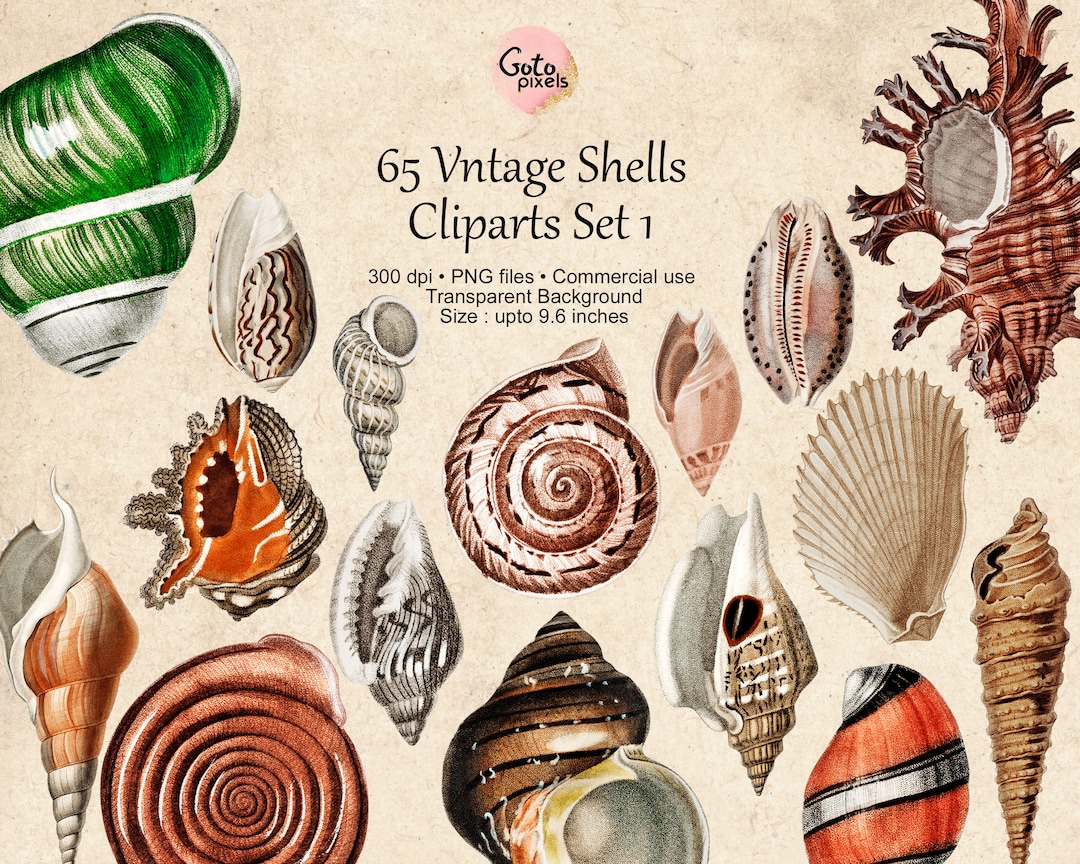 65 Vintage Seashells, Printable Vintage Sea Shell PNG Files, Seashell ...