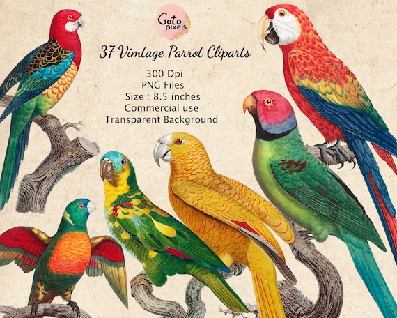 Vintage Birds Clipart Images of Birds Digital Download PNG | Etsy