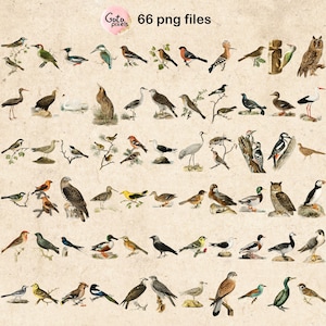 Vintage Birds Clipart: 66 PNG Illustrations (digital Download) - Etsy