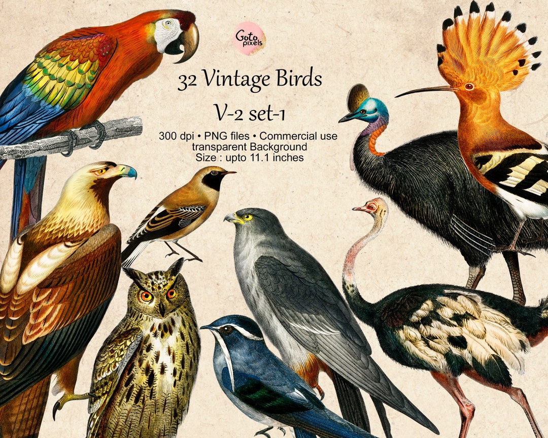 Vintage Birds Illustration Clipart: PNG Images (digital Download) - Etsy