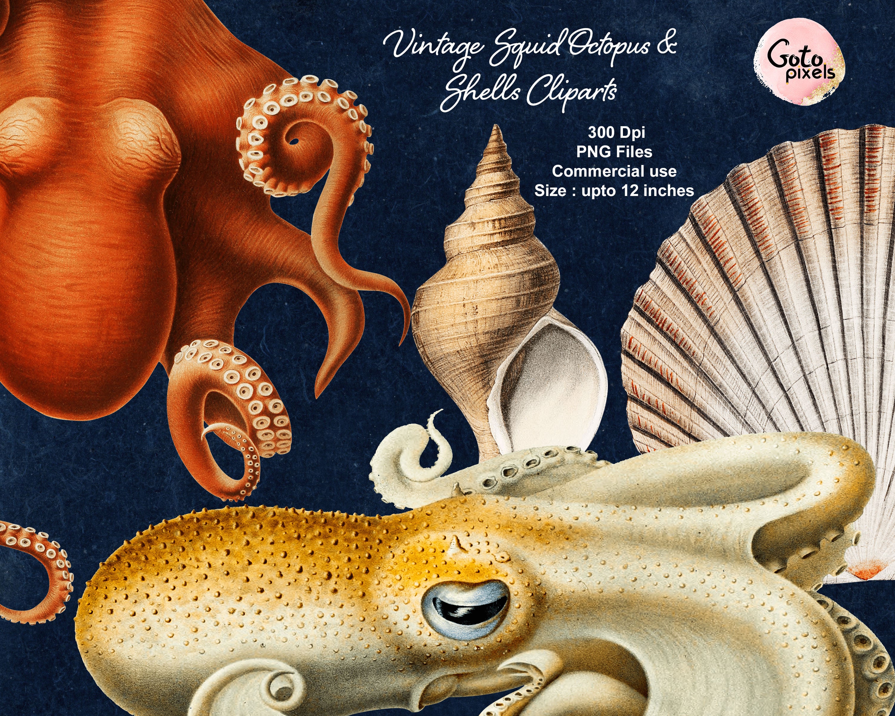24 Vintage Octopus Squid Shells Illustration Images PNG | Etsy