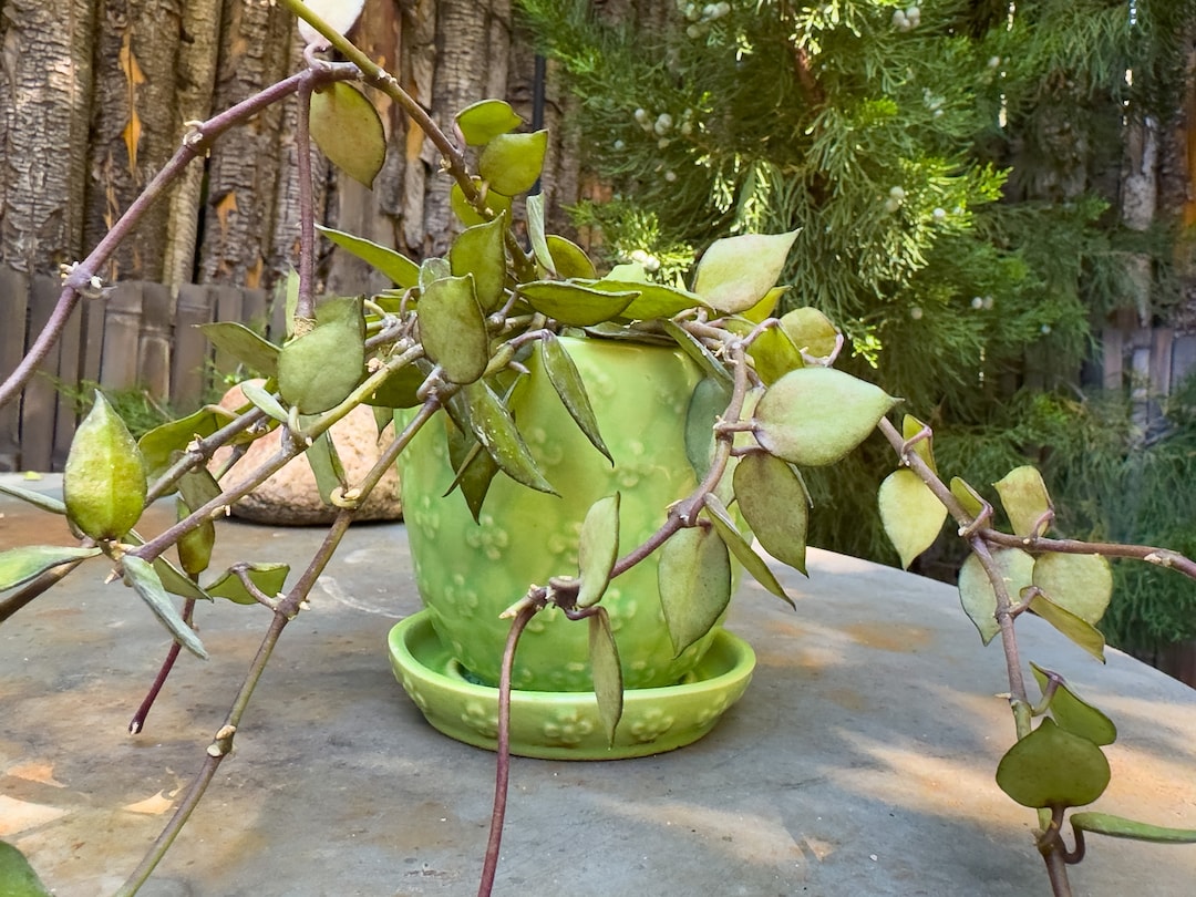 Vintage Green Shawnee USA 454 Planter With Attached Saucer - Etsy