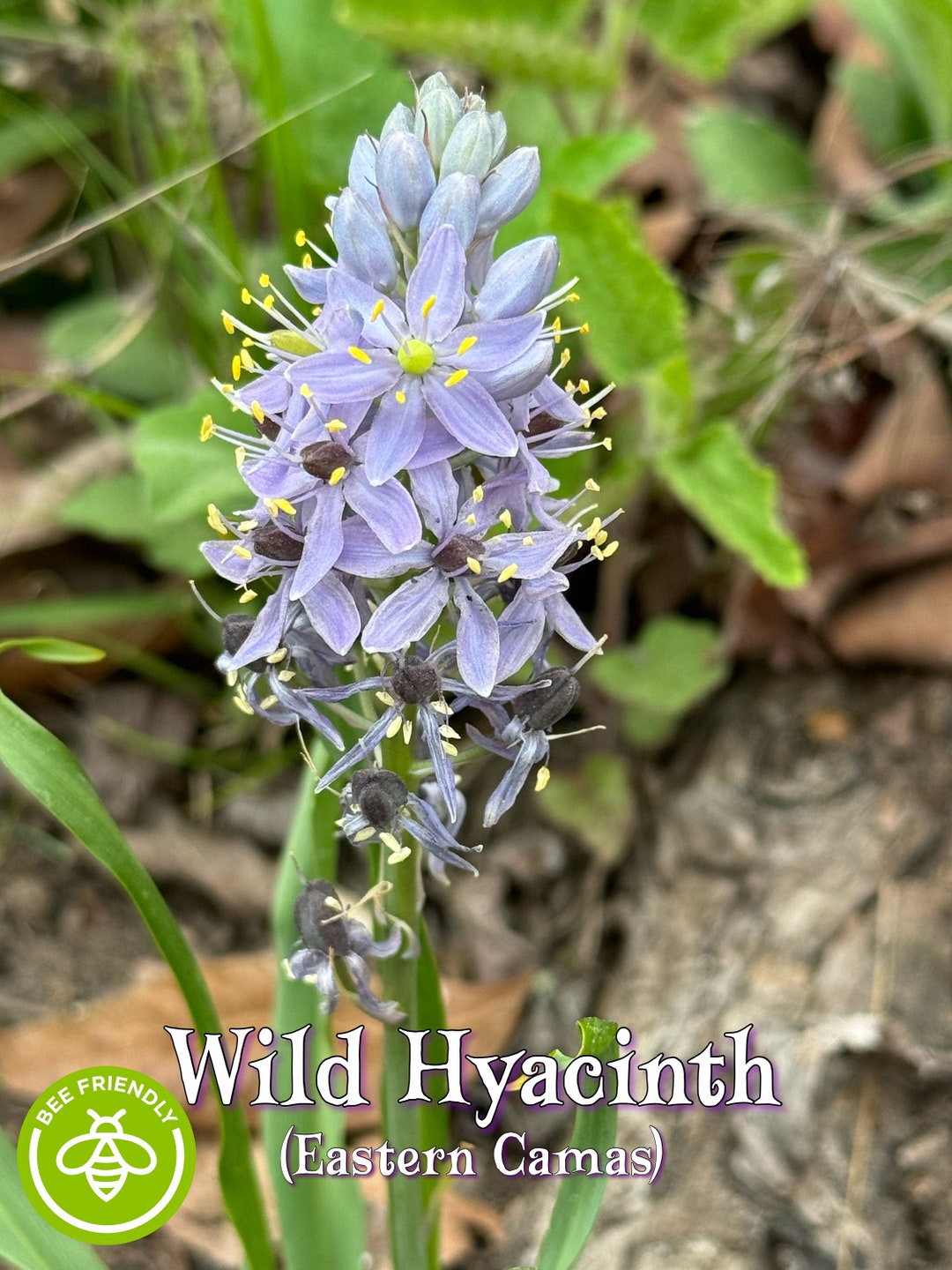 Organic Wild Hyacinth Seed | Atlantic Camas | Eastern Camas|| Native ...
