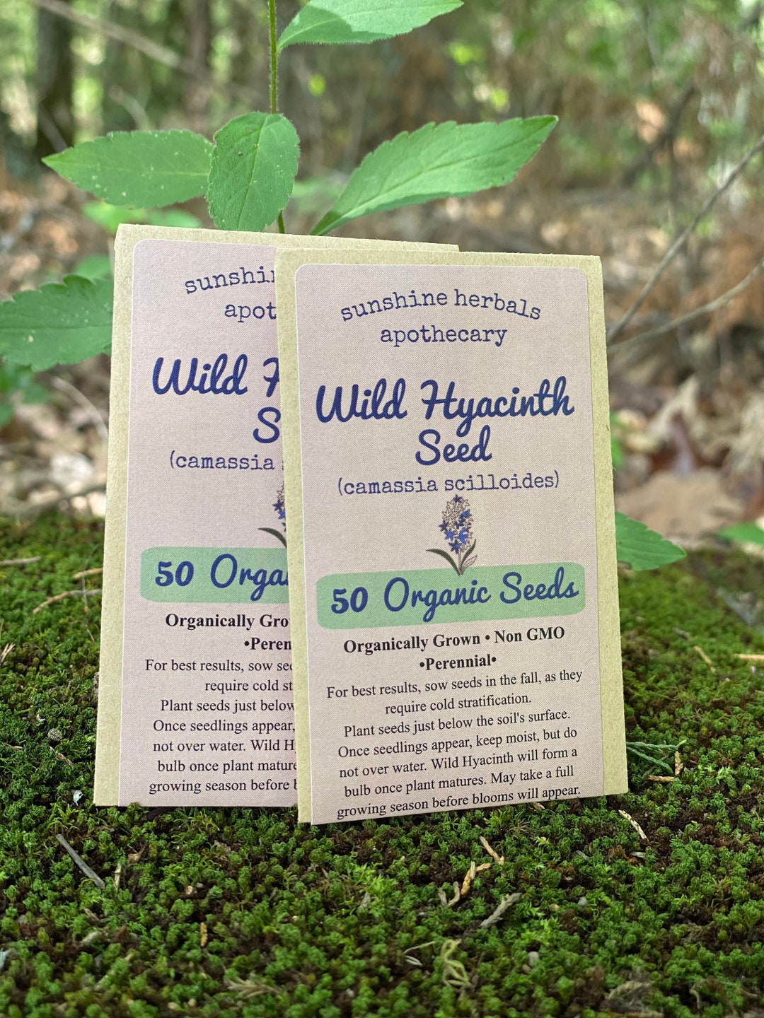 Organic Wild Hyacinth Seed Atlantic Camas Eastern Camas Native Rare 50 ...