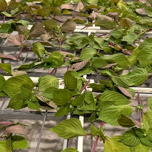 Organic Dried Perilla Leaves, Dried Shiso Herb, Herbal Tea, Culinary ...