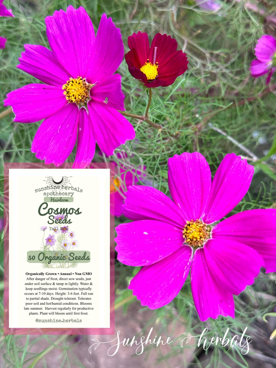 Cosmos Seeds: Organic Heirloom Tall Mix, 50 Seeds - Etsy