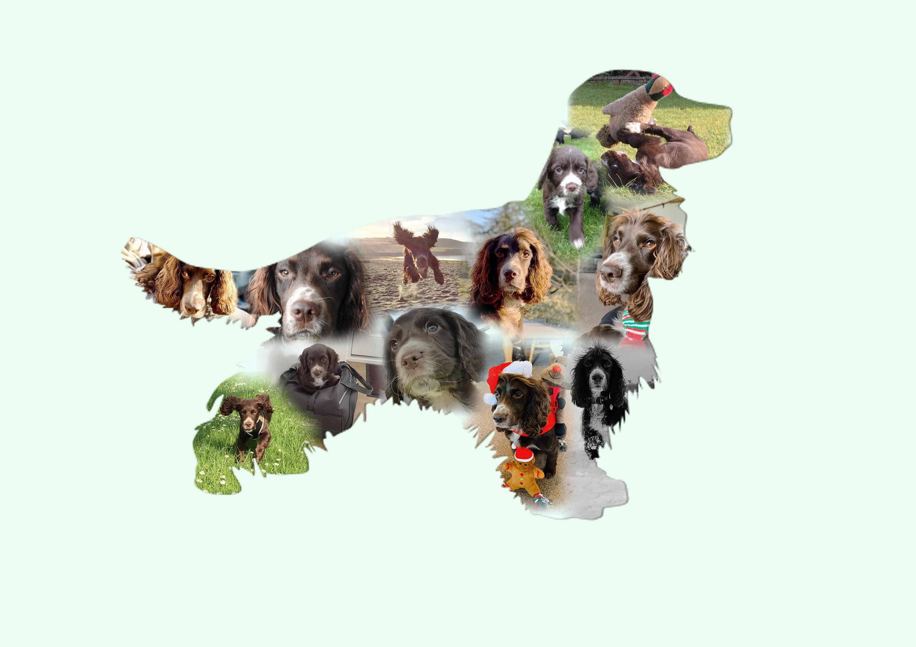 Dog Photo Collage Cocker Spaniel Gift Pet Photo Collage Dog Photo Gift ...