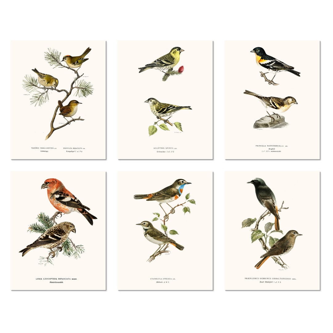 Ink Inc. Song Bird Art Prints - Home Décor - Set of 6 8x10 - Unframed ...