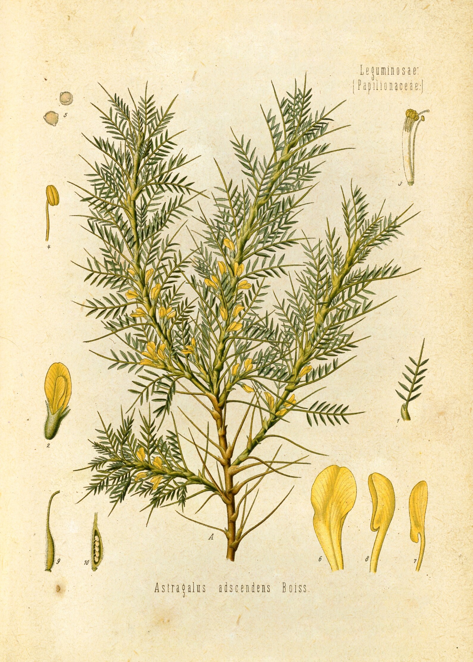 Medicinal Herbs Botanical Prints Set of 9 5x7 Unframed | Etsy