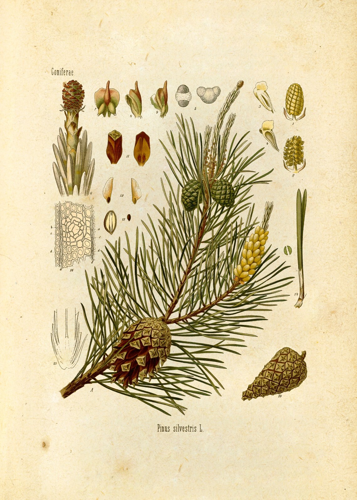 Tree Botanical Prints - Set of 9 5x7 - Unframed - Etsy