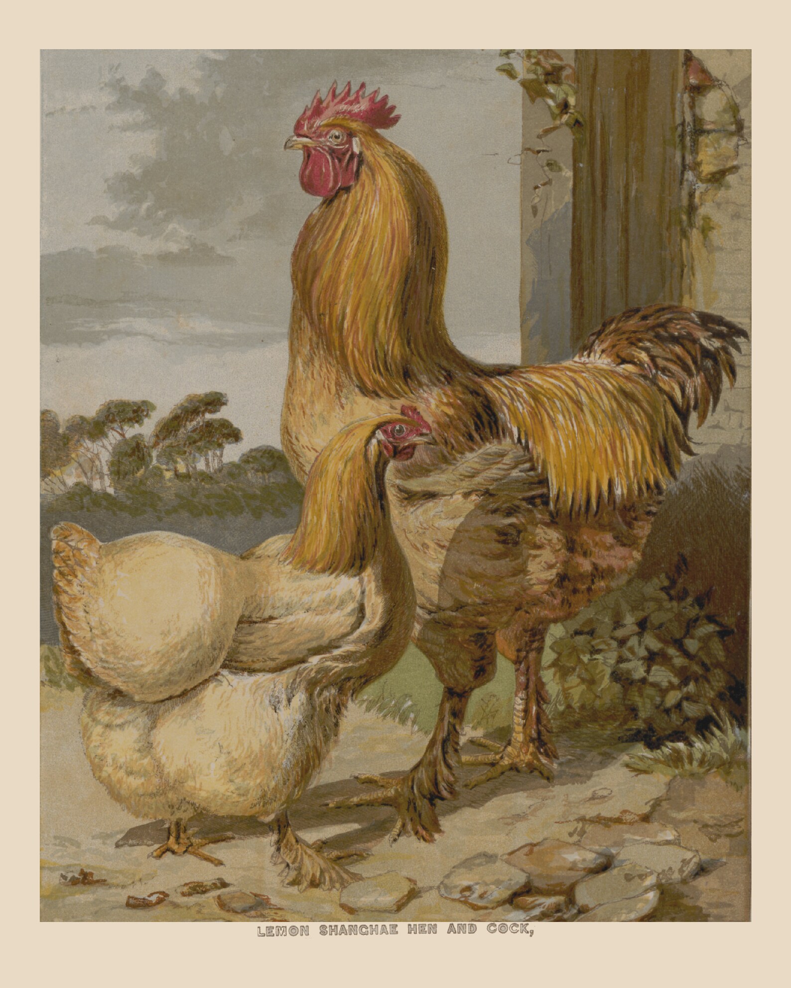 Ink Inc. Chicken Prints Wall Art Rooster Poultry Kitchen - Etsy