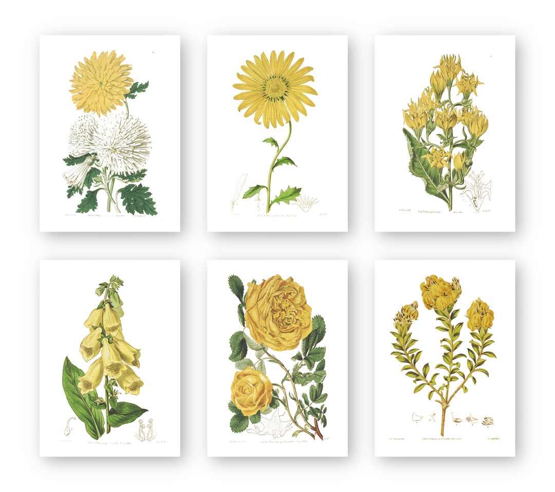 Botanical Prints - Yellow Flowers - Set of 6 5x7 - Unframed - Etsy