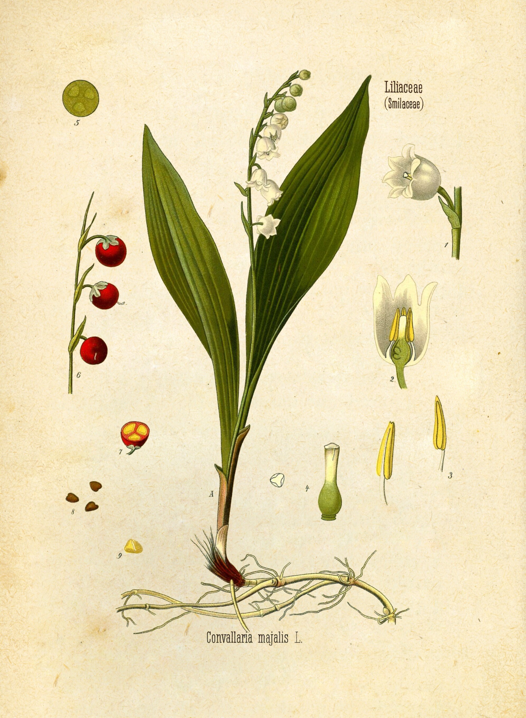 Wildflower Botanical Prints Floral Wall Art Set of 6 8x10 | Etsy