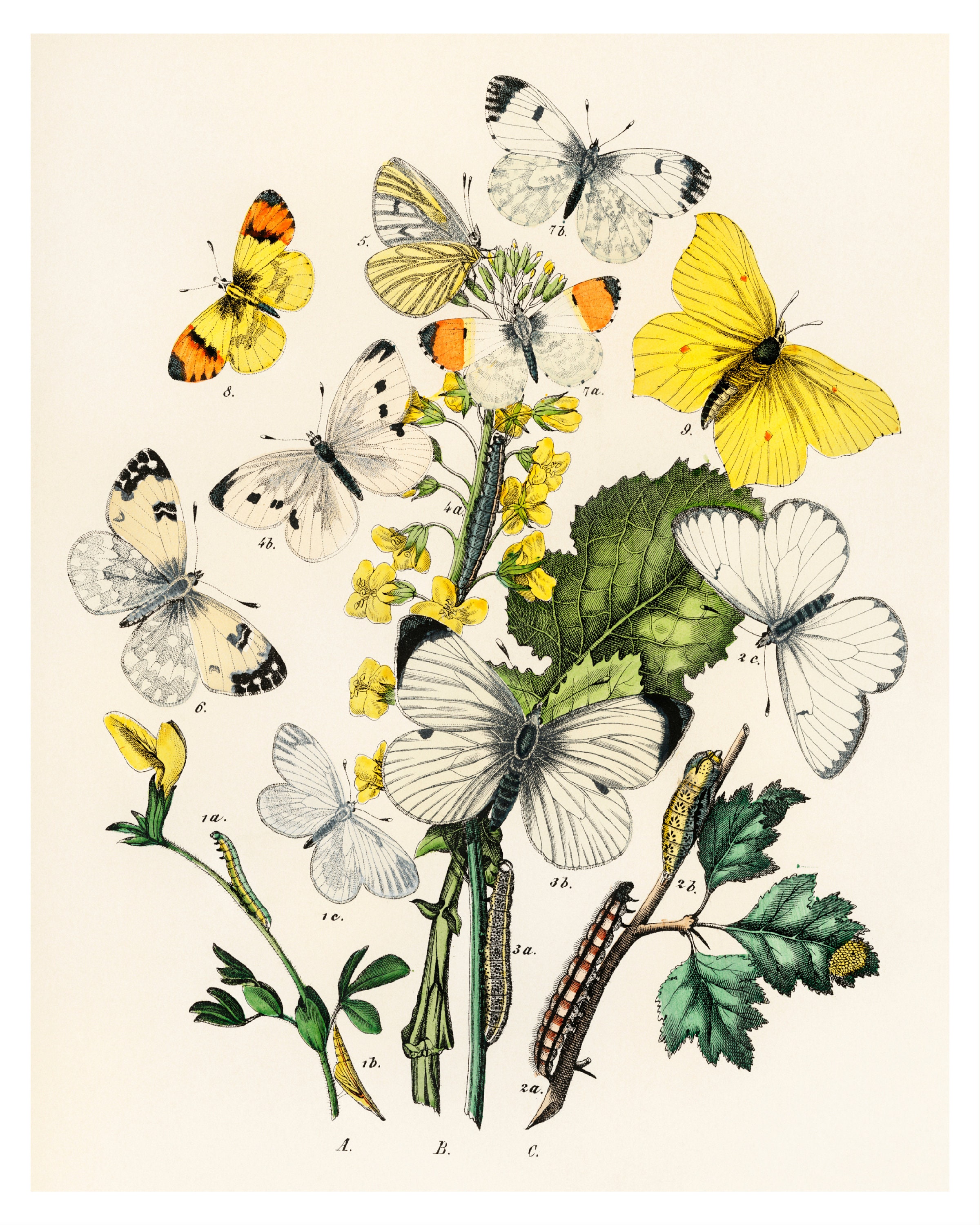 Butterfly Botanical Prints - Set of 6 8x10 - Unframed - Etsy