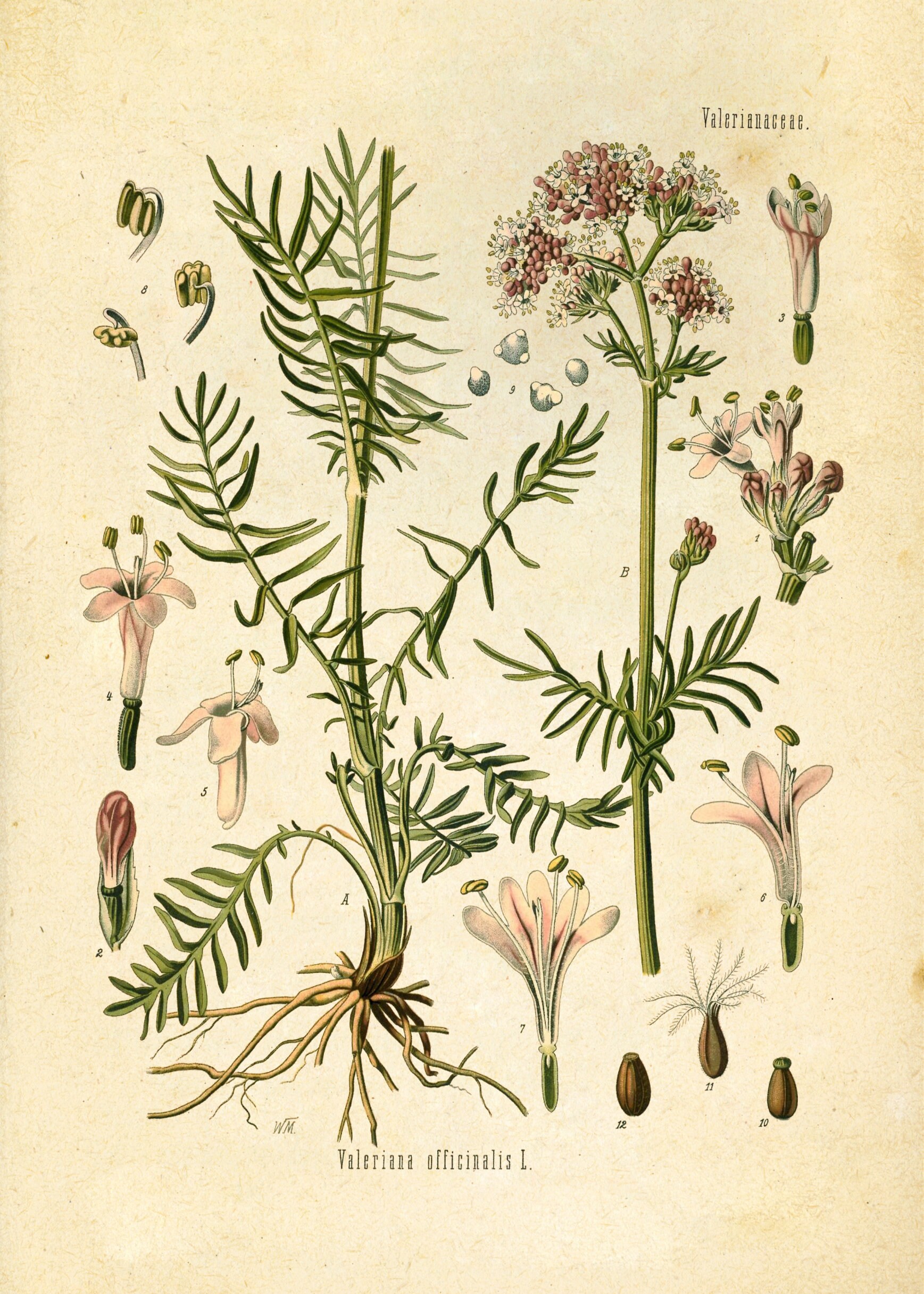 Medicinal Herbs Botanical Prints Set of 9 5x7 Unframed | Etsy