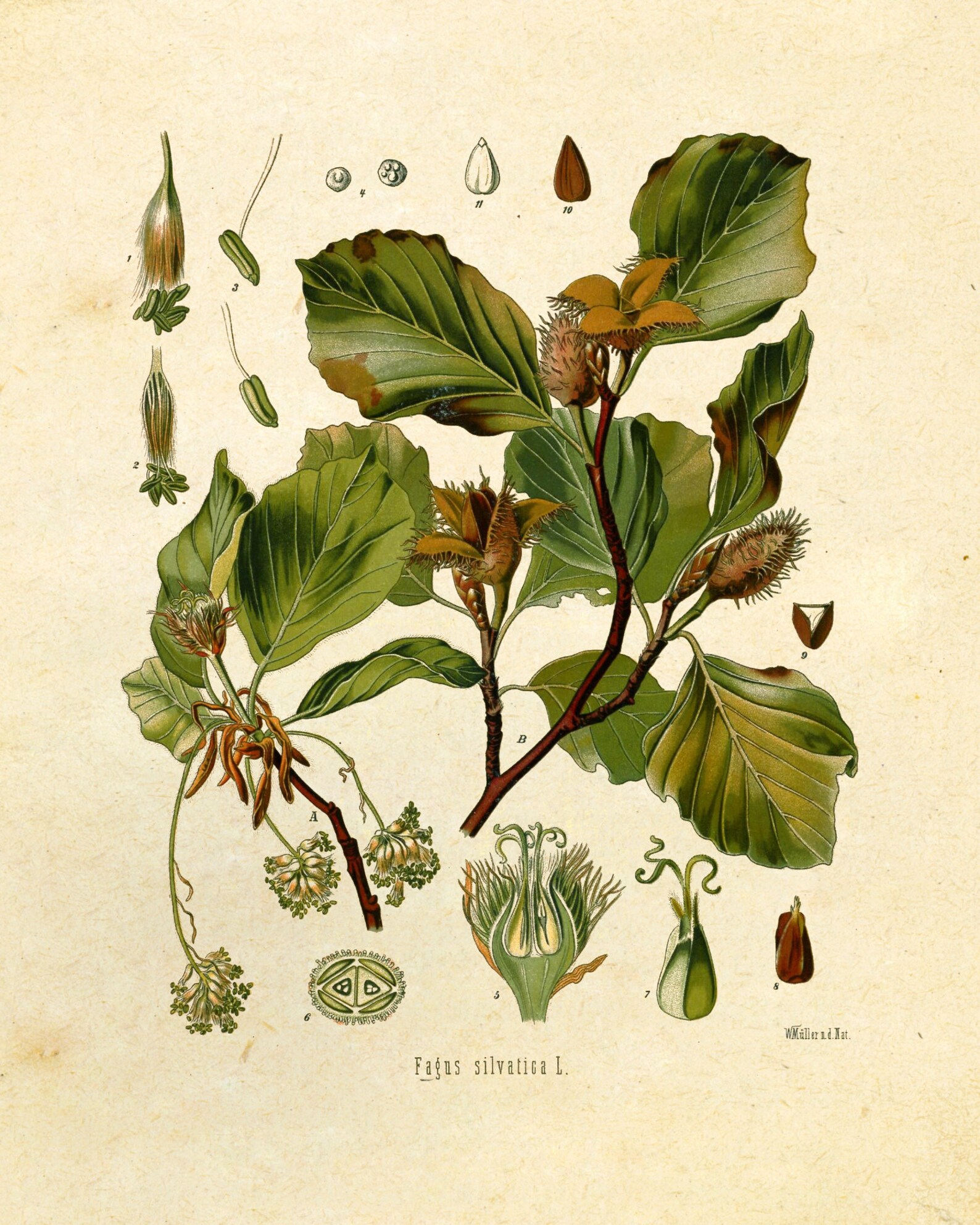 Tree Botanical Prints - Set of 9 5x7 - Unframed - Etsy