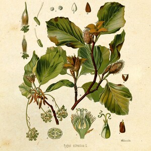 Tree Botanical Prints - Set of 9 5x7 - Unframed - Etsy