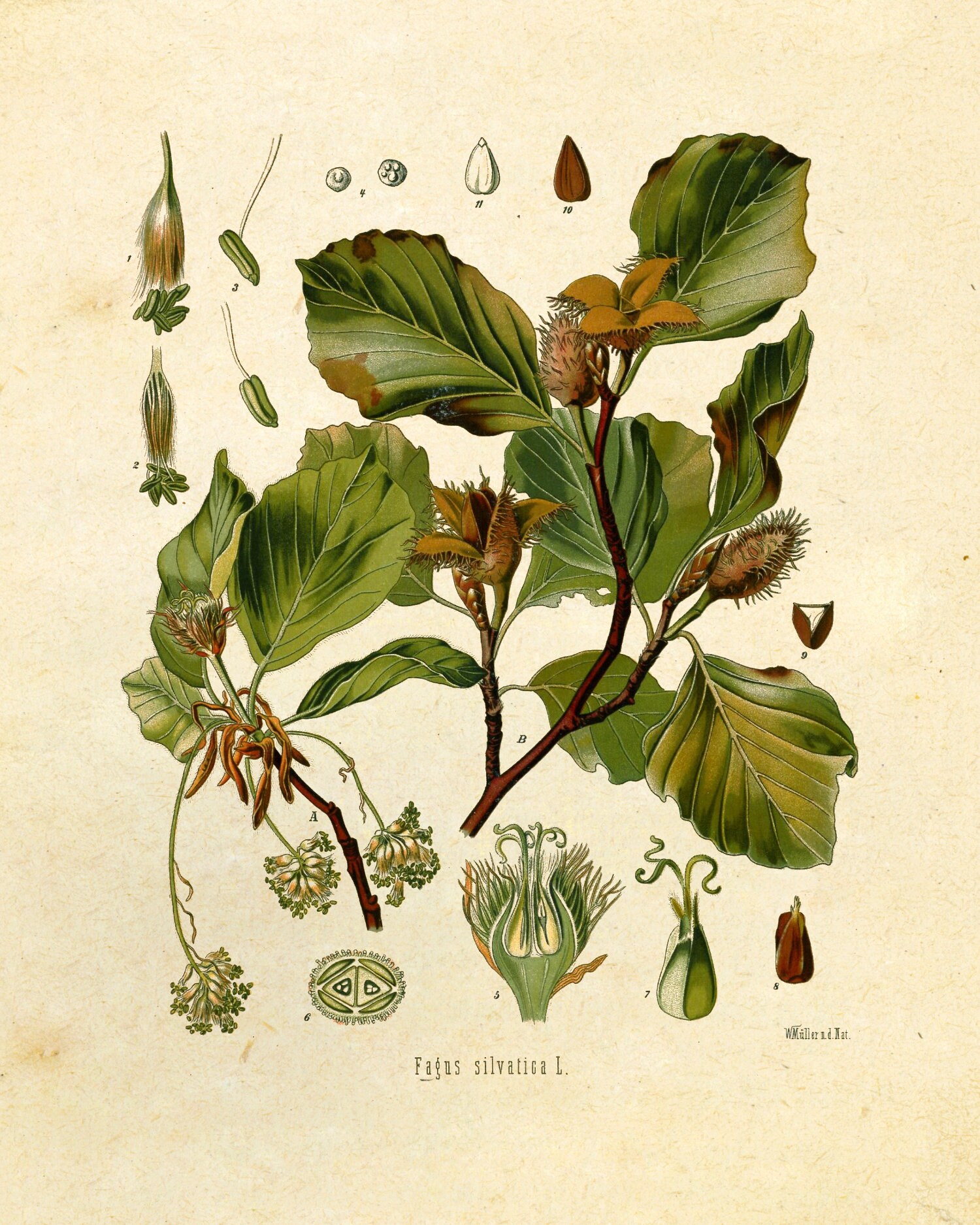 Tree Botanical Prints - Set of 9 5x7 - Unframed - Etsy