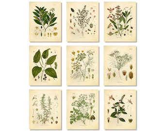 Tree Botanical Prints set of 9 5x7 Unframed | Etsy