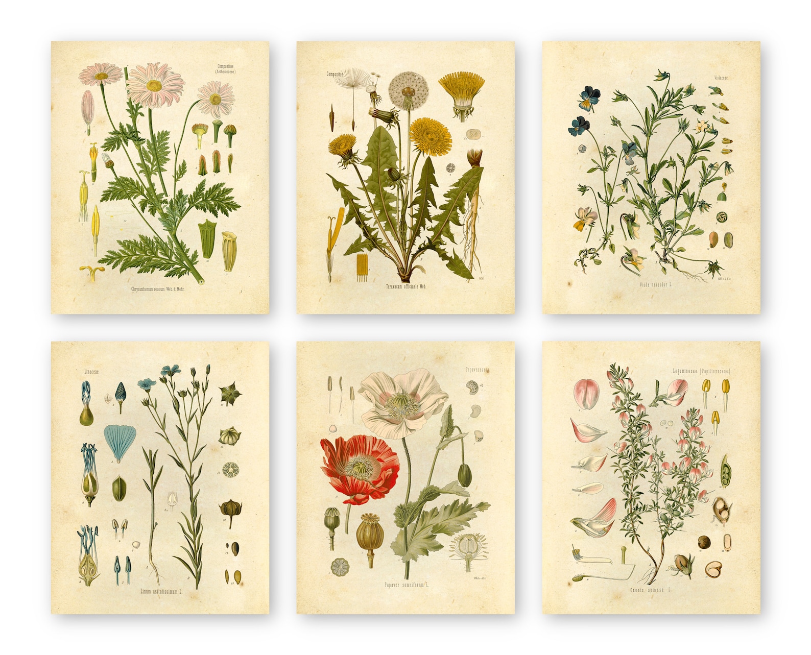 Botanical Prints Wildflower Prints Floral Wall Art Set of 6 8x10 ...