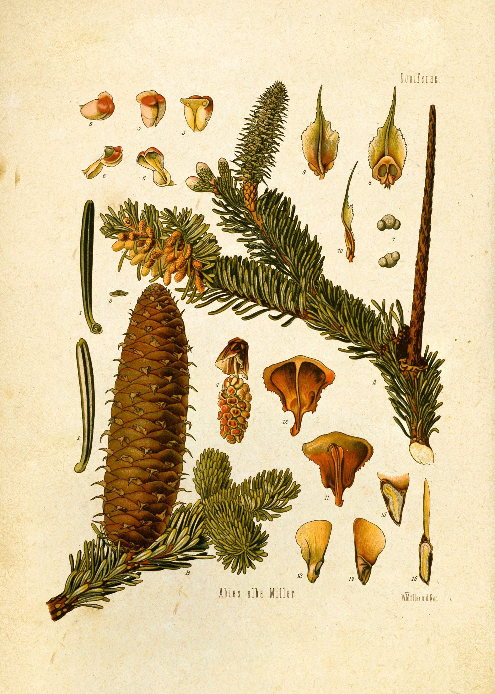 Tree Botanical Prints set of 9 5x7 Unframed | Etsy