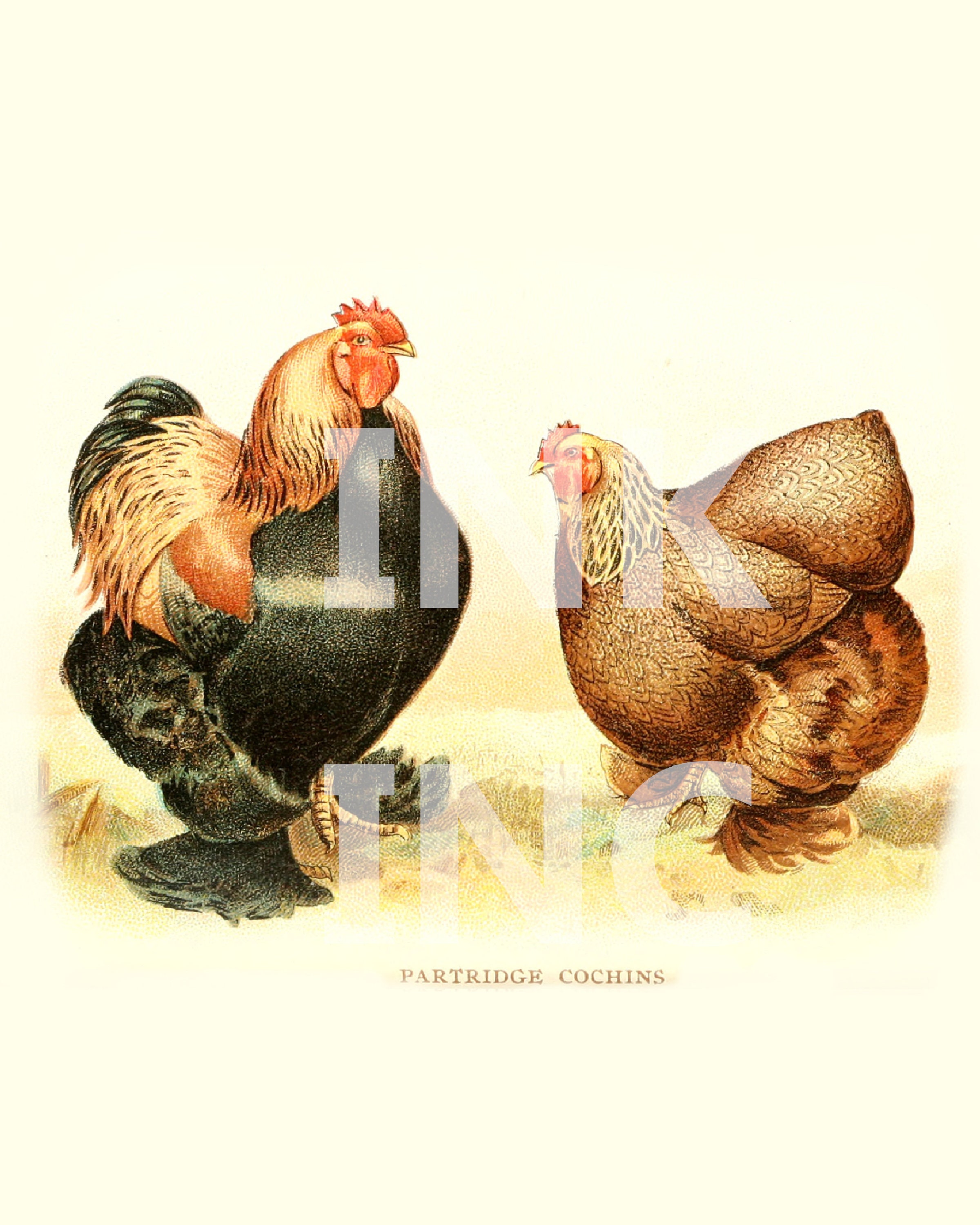 Ink Inc. Wall Art Prints - Chicken Rooster Hen - Set of 6 8x10 ...