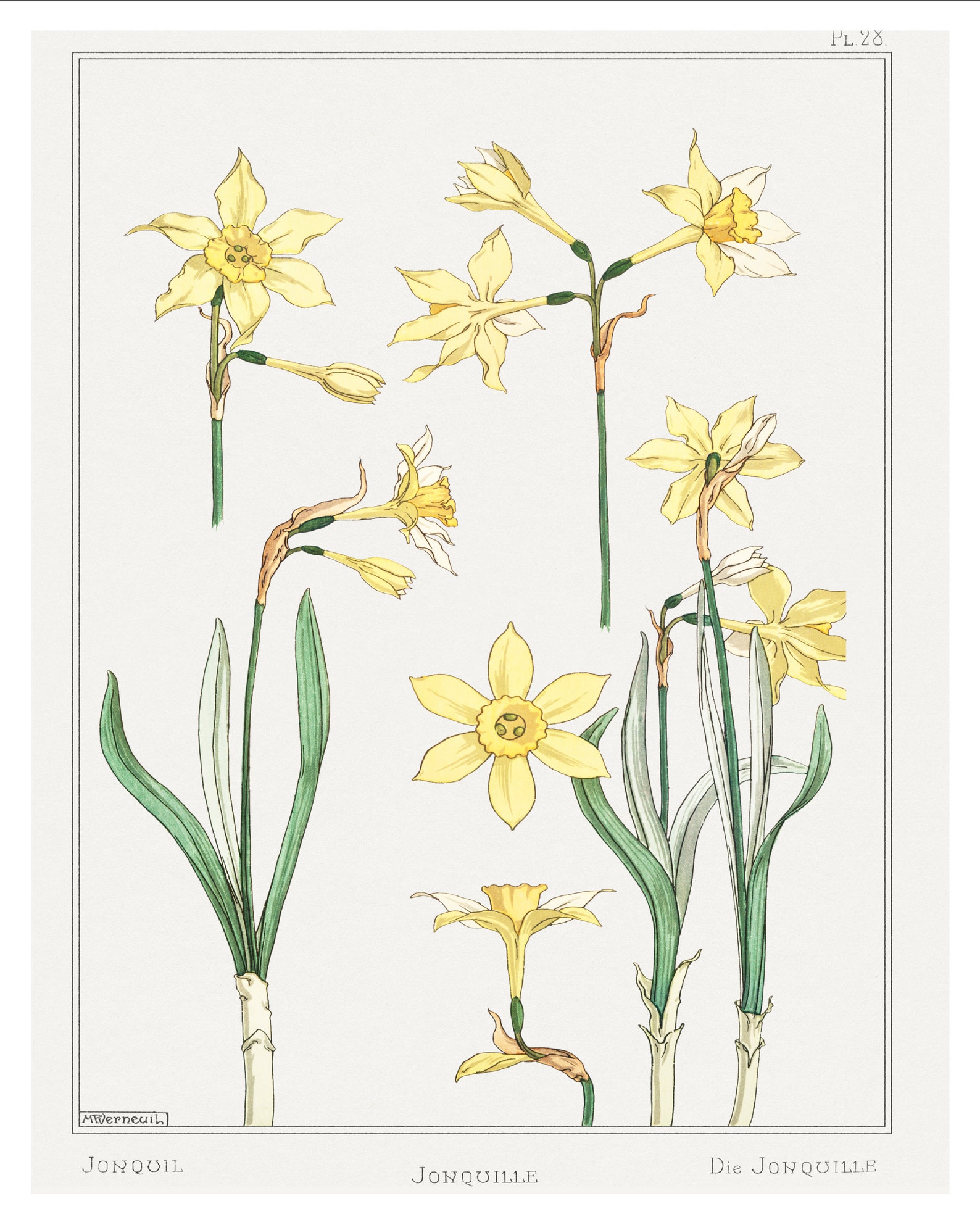 Ink Inc. Botanical Prints Wildflowers - Vintage French Illustration ...
