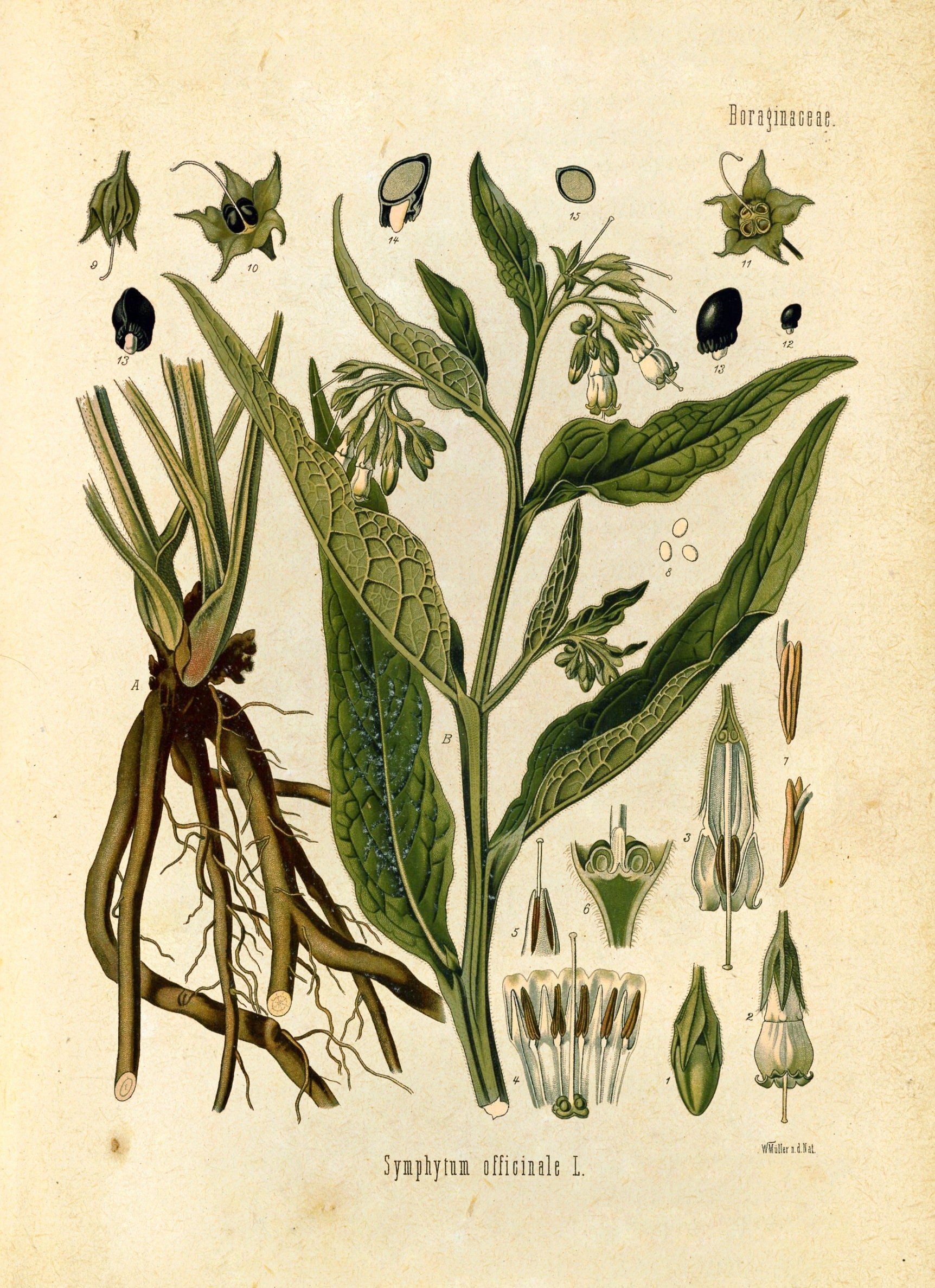 Medicinal Herbs Botanical Prints Set of 9 5x7 Unframed | Etsy