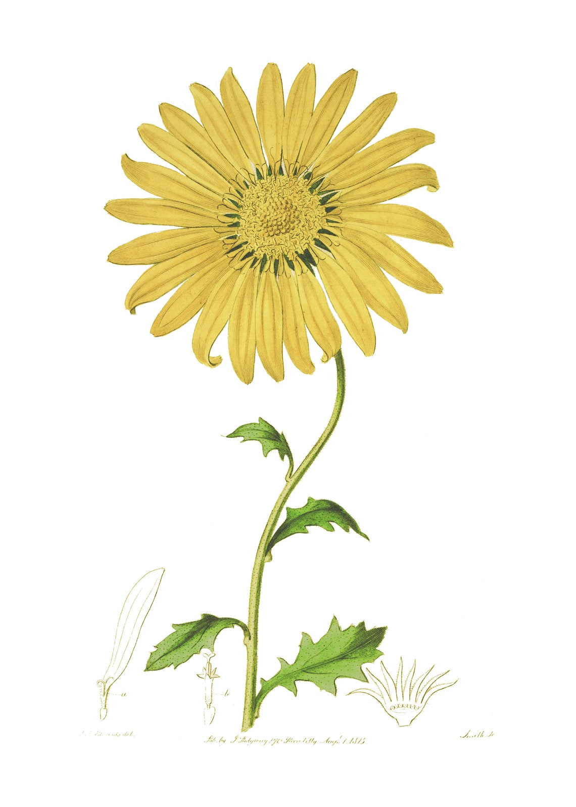 Botanical Prints Yellow Flowers Set of 6 5x7 Unframed - Etsy