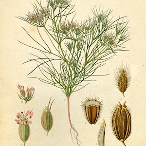 Herb Botanical Prints - Set of 9 5x7- Unframed - Etsy