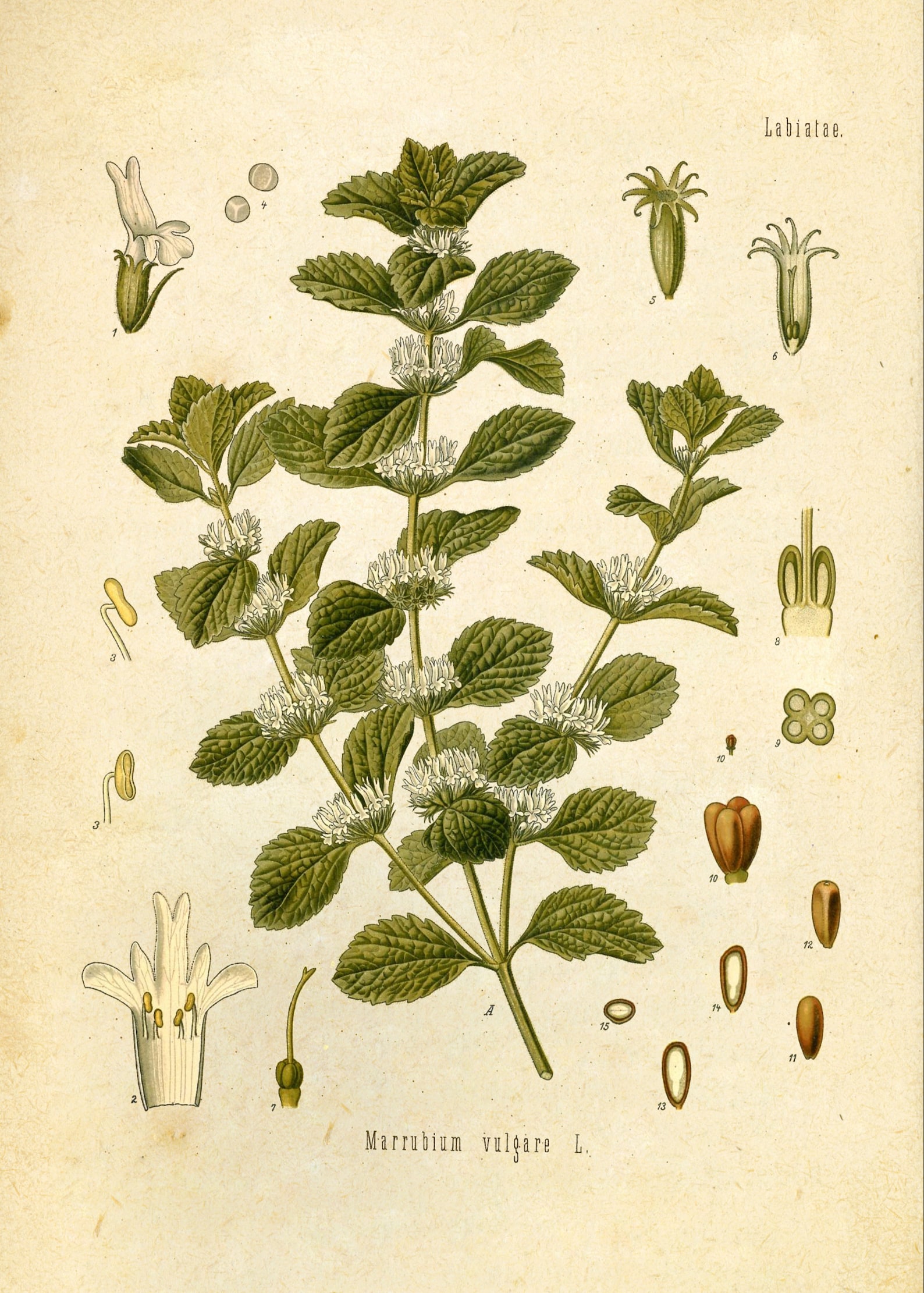 Medicinal Herbs - Botanical Prints - Set of 9 5x7 - Unframed - Etsy