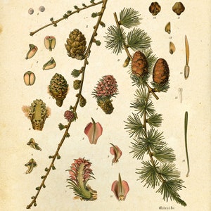 Tree Botanical Prints - Set of 9 5x7 - Unframed - Etsy