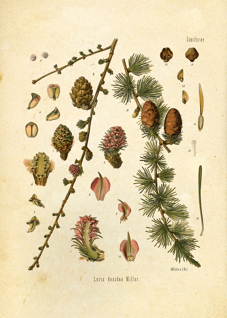 Tree Botanical Prints - Set of 9 5x7 - Unframed - Etsy