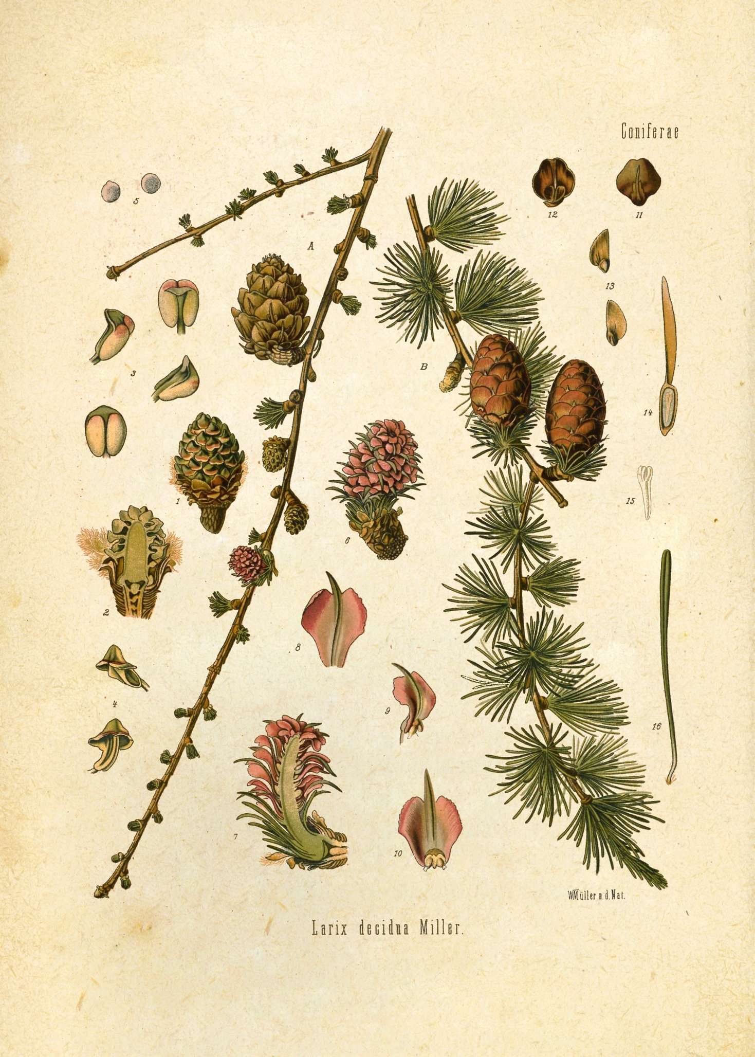 Tree Botanical Prints - Set of 9 5x7 - Unframed - Etsy