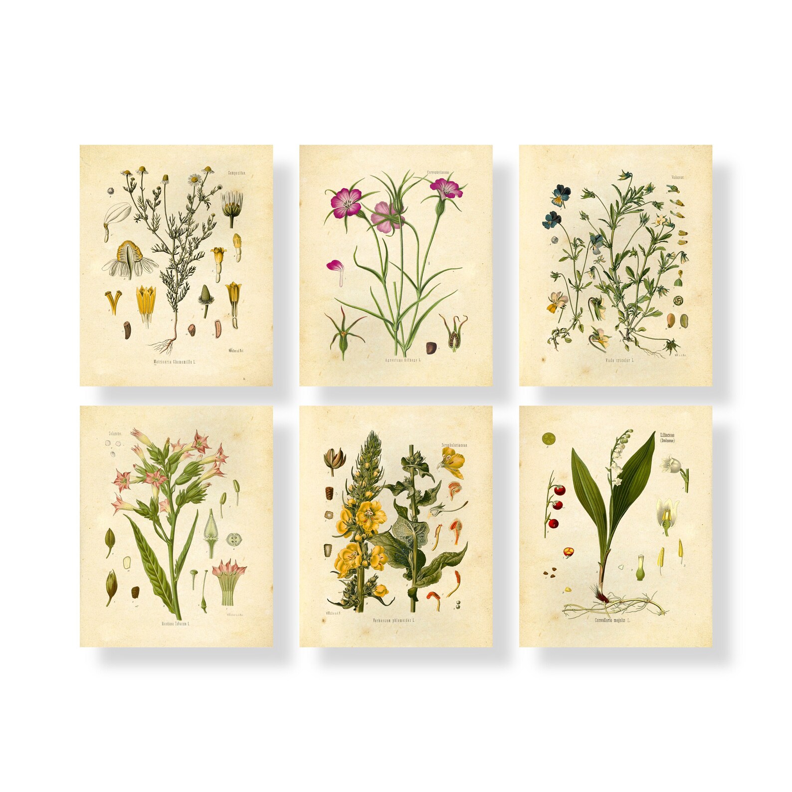 Wildflower Botanical Prints Floral Wall Art Set of 6 8x10 | Etsy