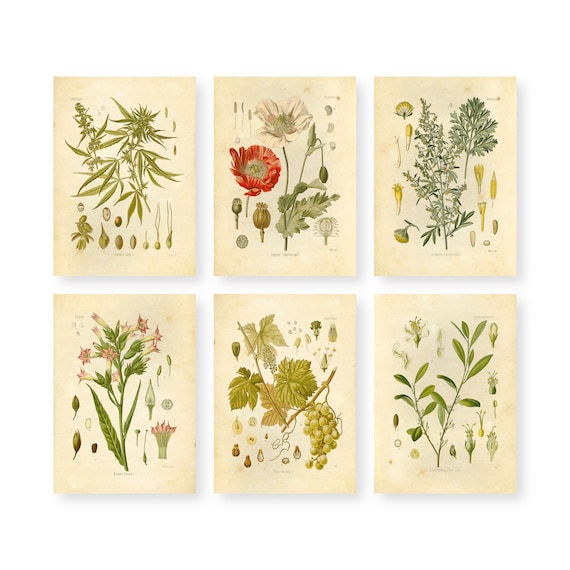 Psychoactive Hallucinogenic Plants Botanical Art Prints Set - Etsy